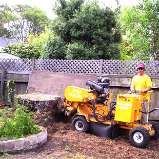 Stump Grinding - Contra Costa Tree and Stump Removal