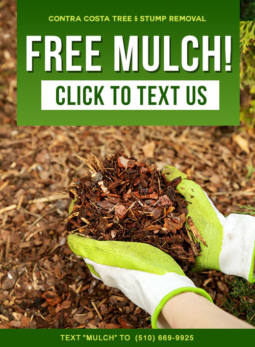 Tree Removal - Contra Costa Tree and Stump Removal